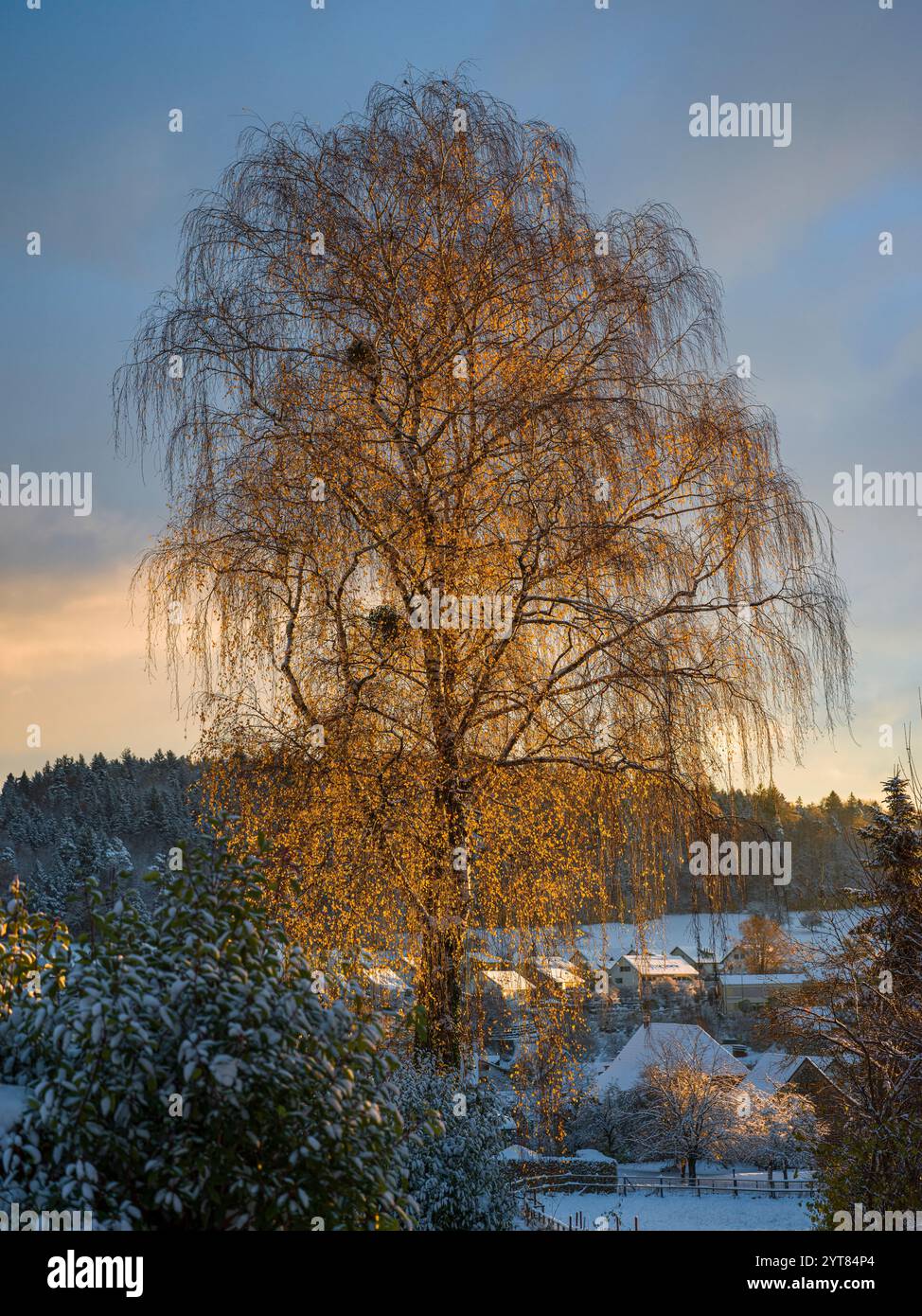 Willow in winter light hi-res stock photography and images - Alamy