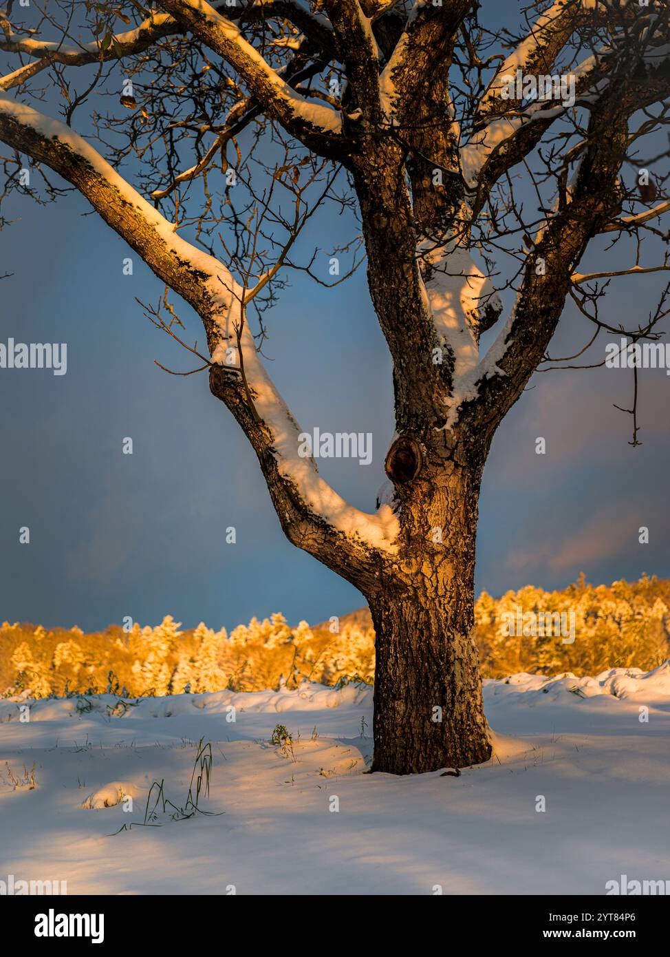 Tree in the sun, winter, snow Stock Photo - Alamy