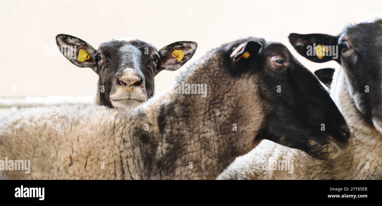 Sheep farm background. Sheep in barn looking at camera Stock Photo - Alamy