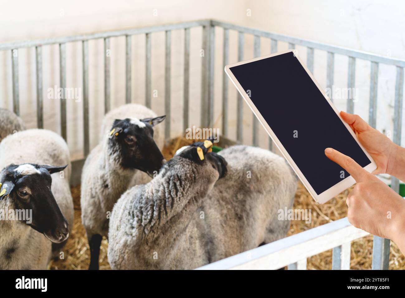 Smart agriculture sheep screen hi-res stock photography and images - Alamy