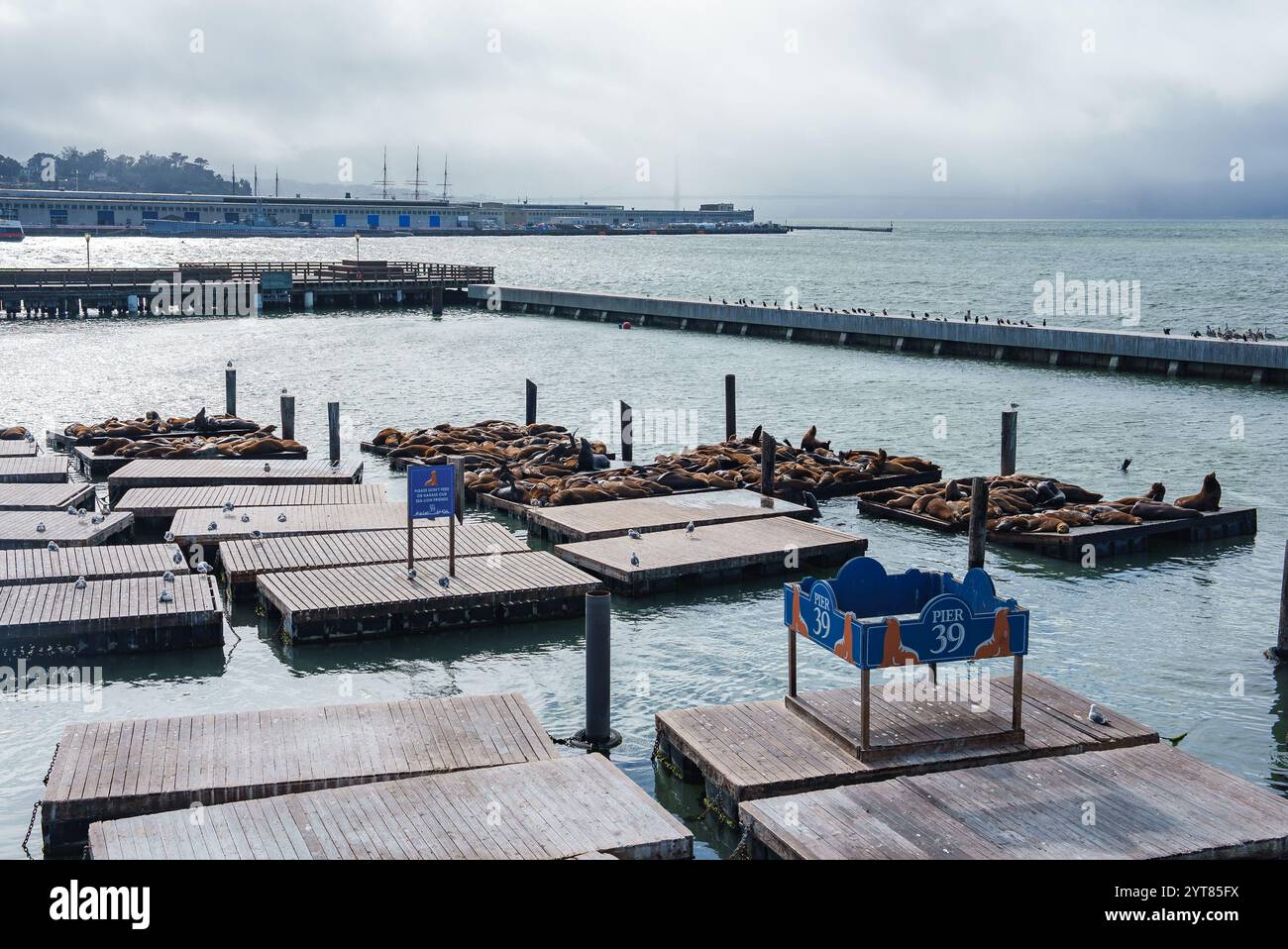 Numerous sea lions lounge on floating docks at Pier 39, San Francisco ...