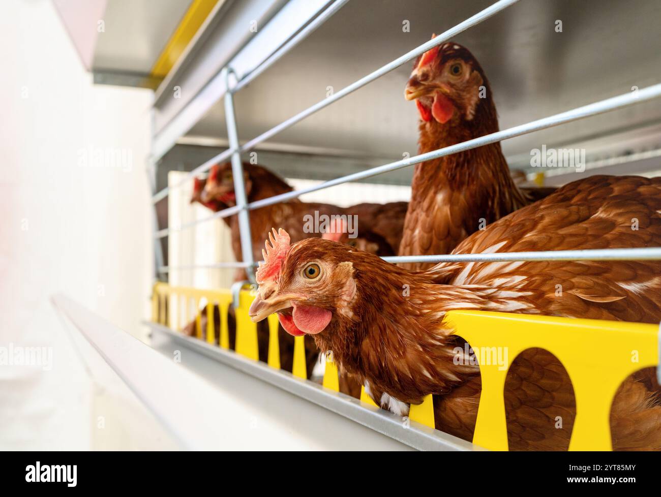 Brown hens on farm hi-res stock photography and images - Alamy