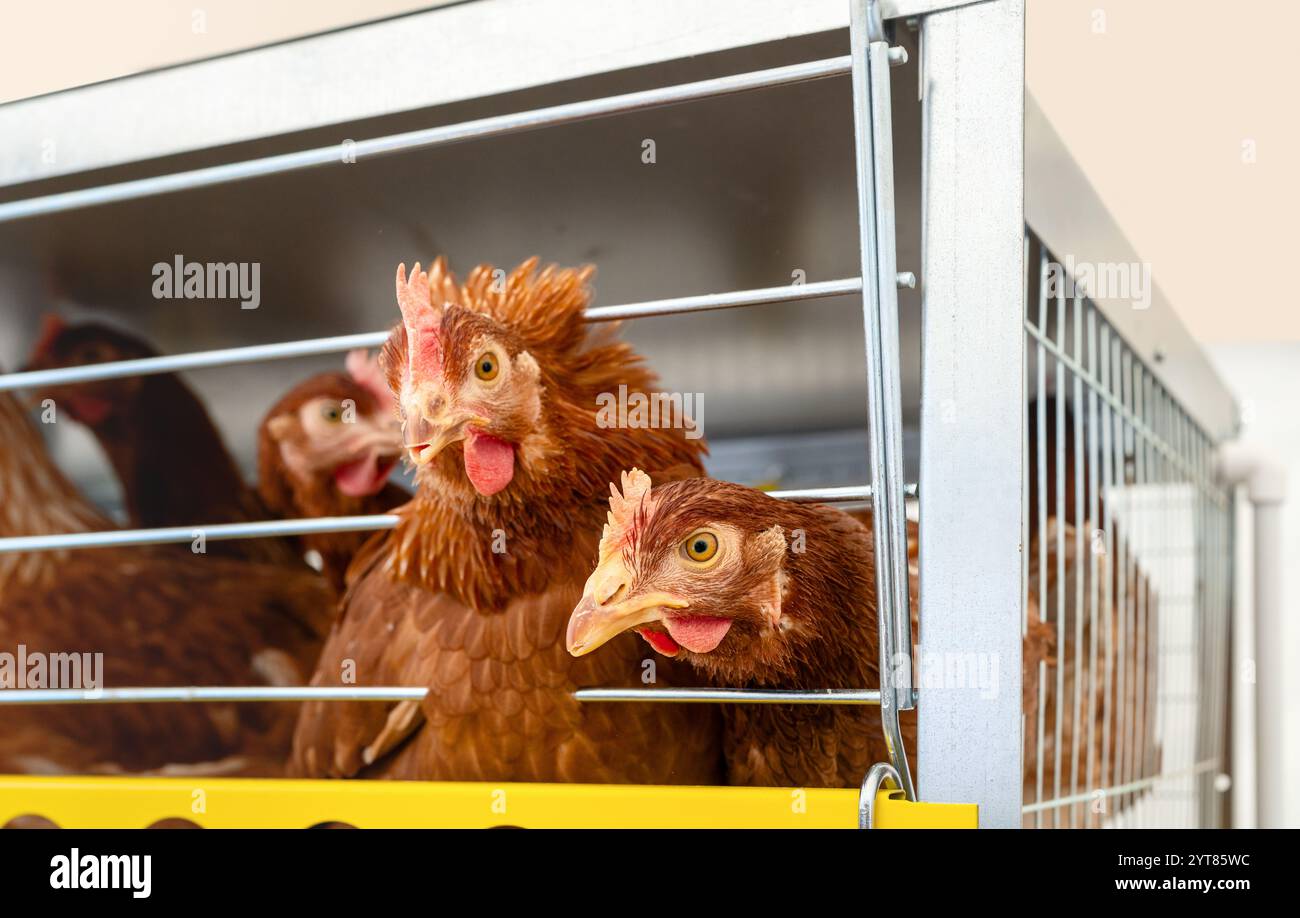 Brown hens on farm hi-res stock photography and images - Alamy