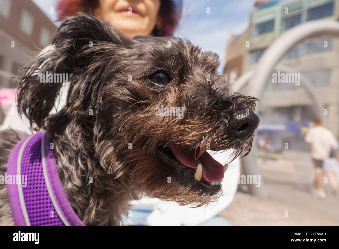 Kent animals hi-res stock photography and images - Alamy