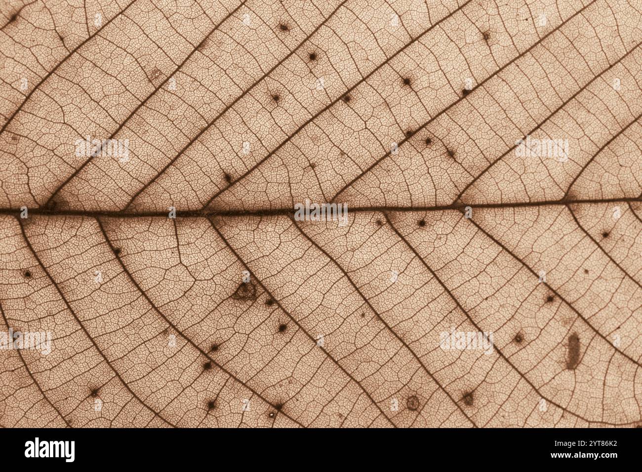 Showcasing detailed leaf veins hi-res stock photography and images - Alamy