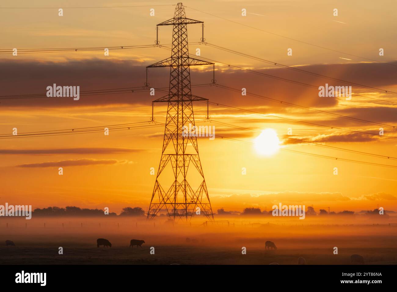 Dawn with electricity pylon and sheep in misty field hi-res stock ...