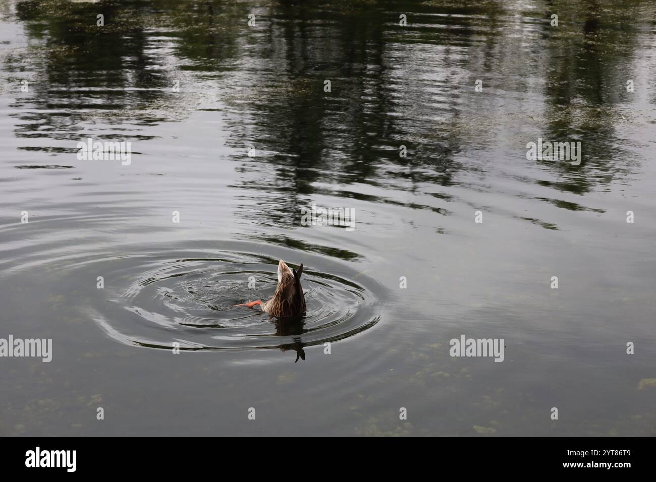 lone duck ducking in a duck pond Stock Photo - Alamy