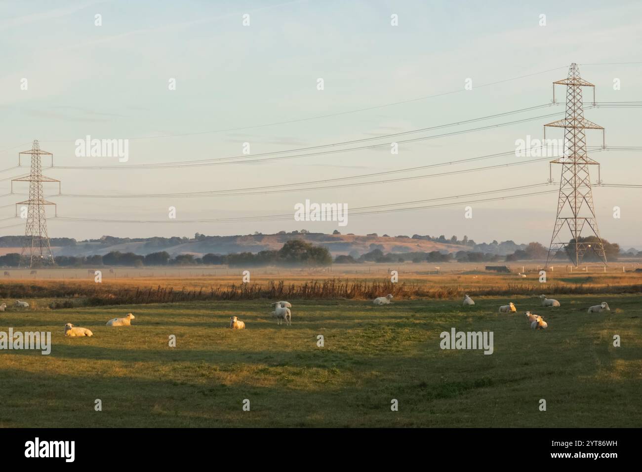 Romney marsh sheep hi-res stock photography and images - Alamy