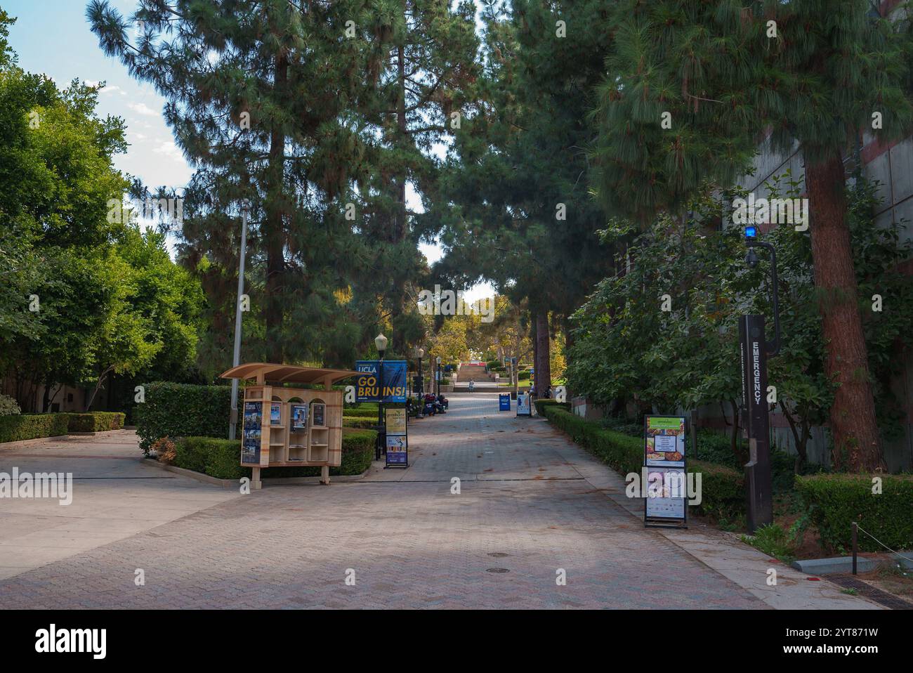A serene brick walkway lined with tall trees and lush greenery on UCLA ...