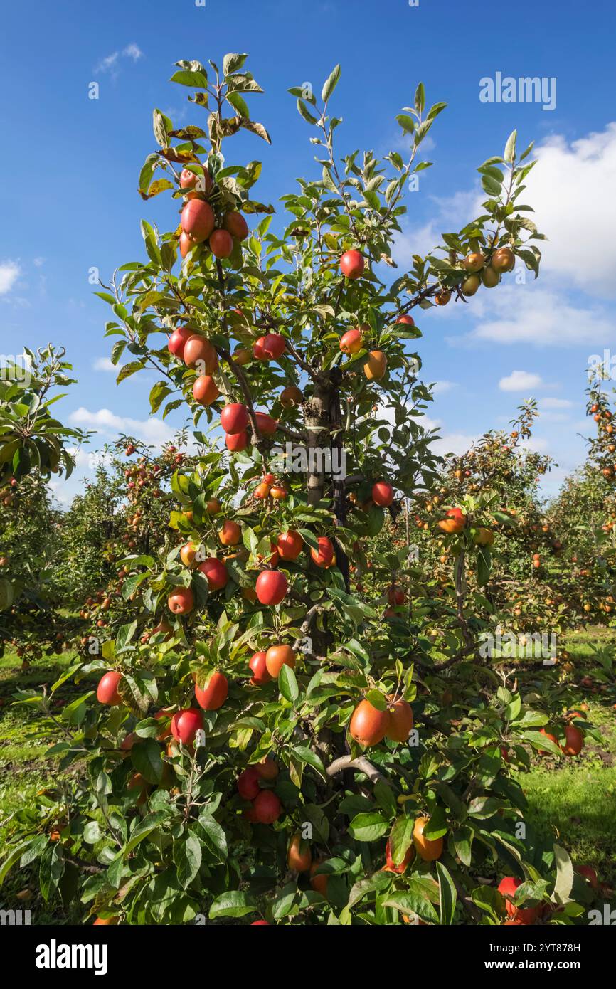 Apple trees hi-res stock photography and images - Alamy
