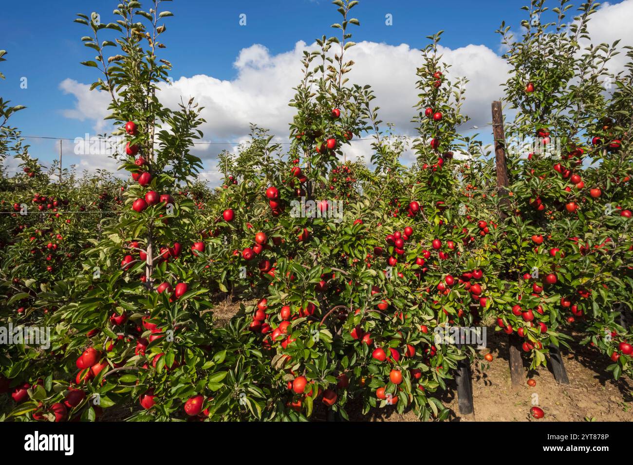 Kent apple farm hi-res stock photography and images - Alamy