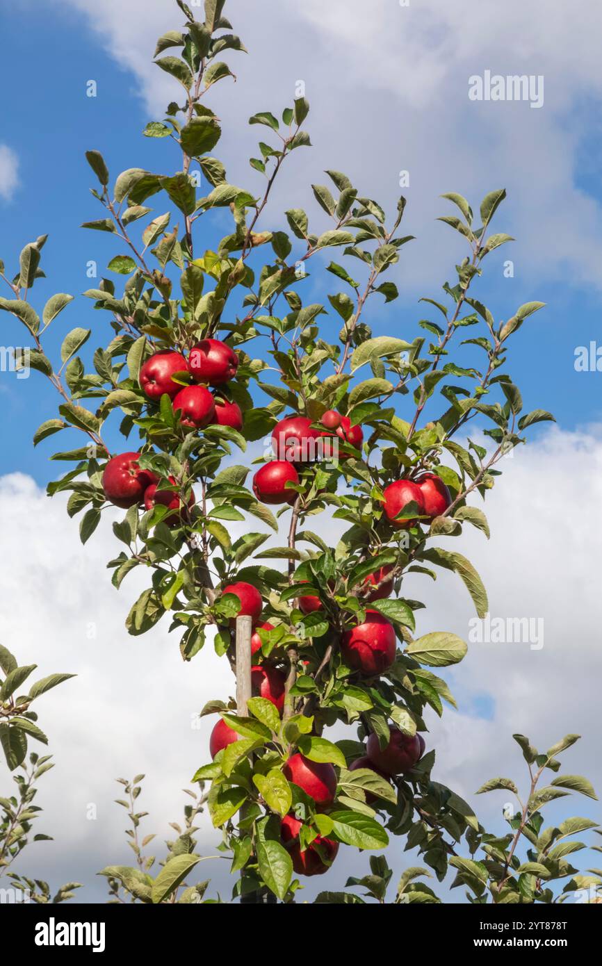 England, Kent, Apple Trees near Canterbury Stock Photo - Alamy