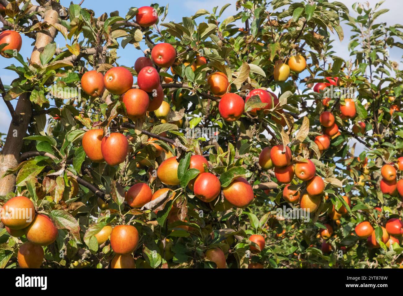 Kent apple hi-res stock photography and images - Alamy