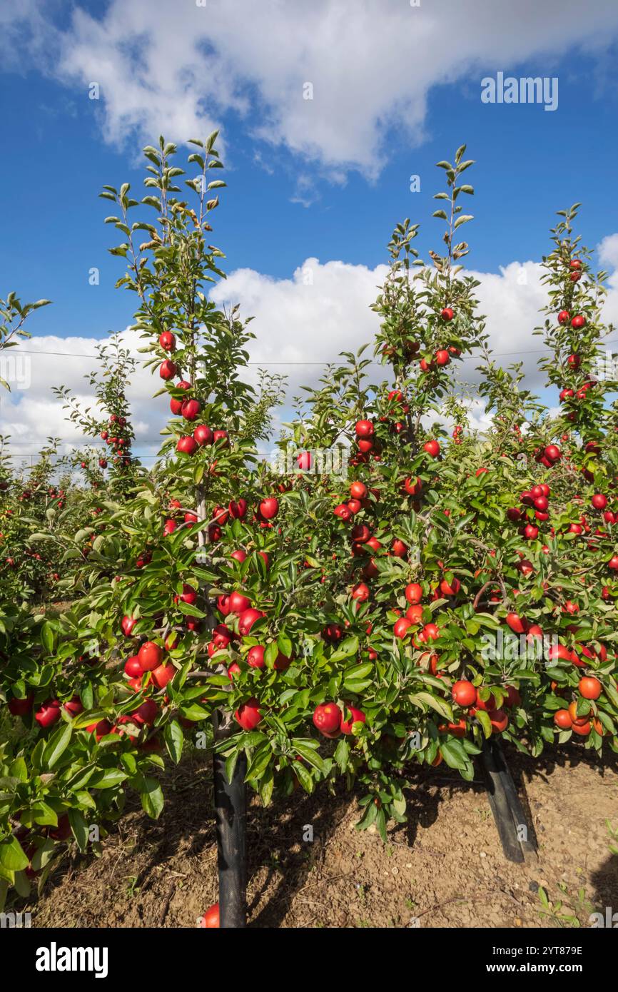 Kent apple hi-res stock photography and images - Alamy