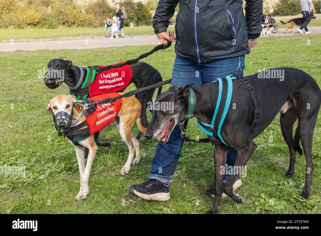 Retried greyhounds hi-res stock photography and images - Alamy