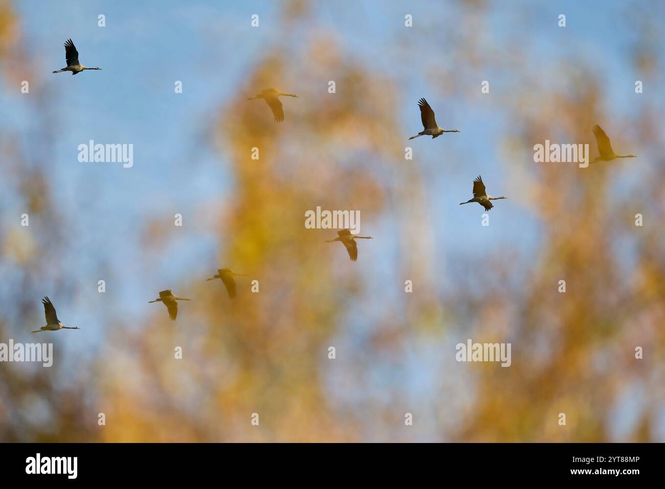 Crane grus bird migration hi-res stock photography and images - Alamy