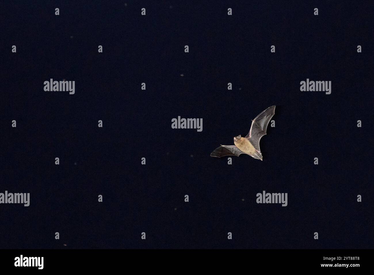 Common pipistrelle bat in hi-res stock photography and images - Alamy