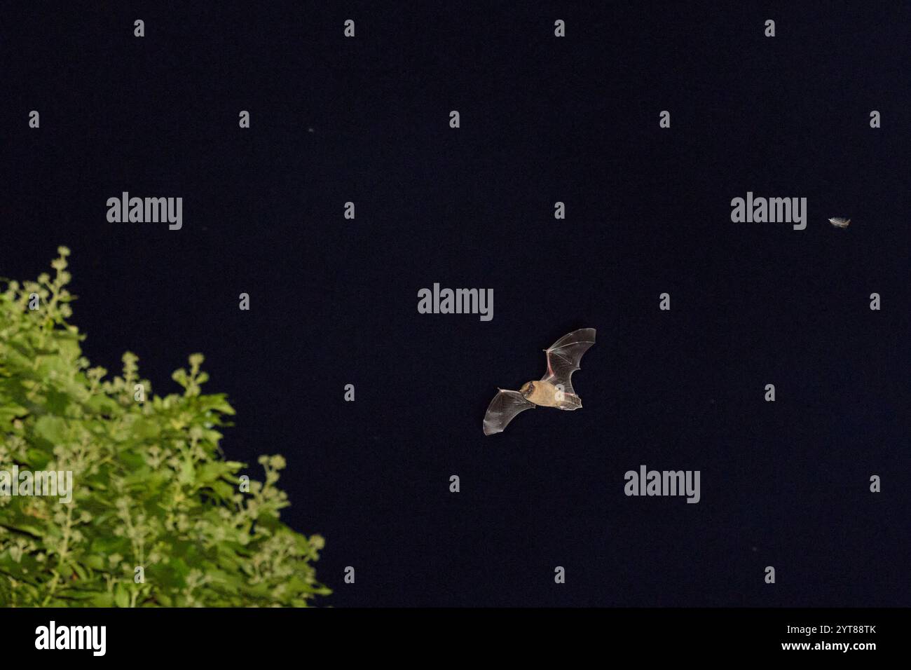 Common pipistrelle bat in hi-res stock photography and images - Alamy