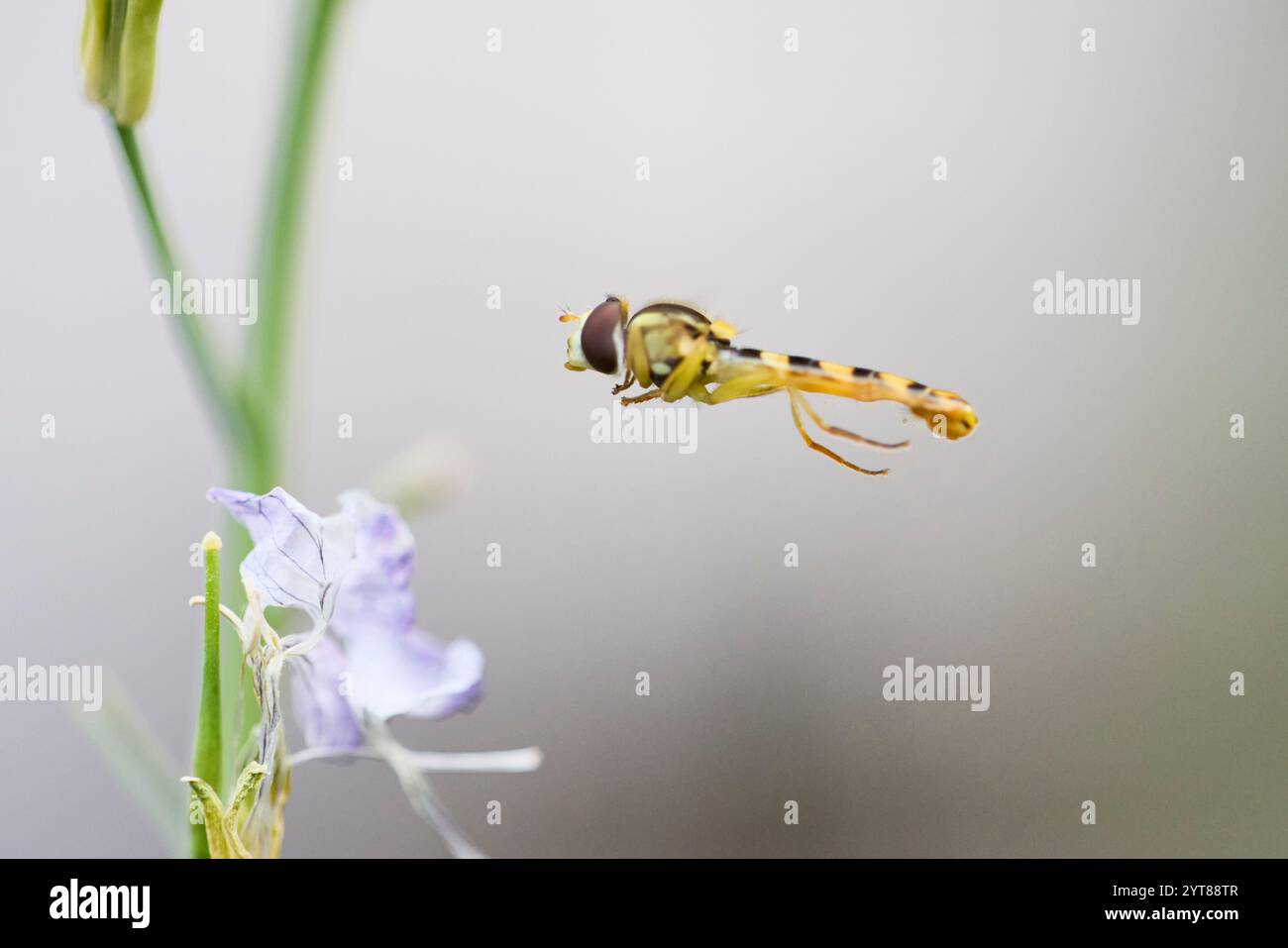 Common long bellied hoverfly hi-res stock photography and images - Alamy