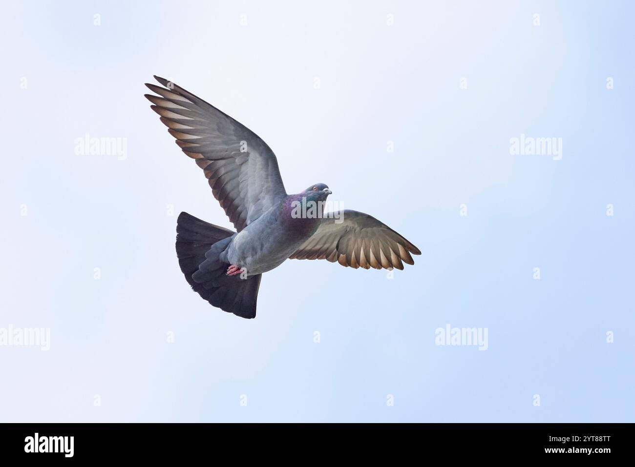 Indigenous pigeon hi-res stock photography and images - Alamy