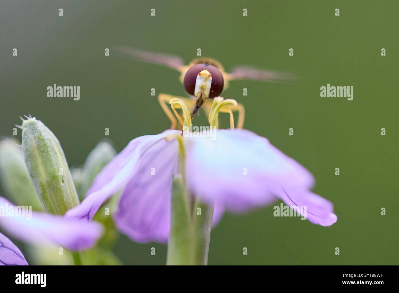 Hoverfly, Common Long-bellied Hoverfly, Sphaerophoria scripta Stock ...