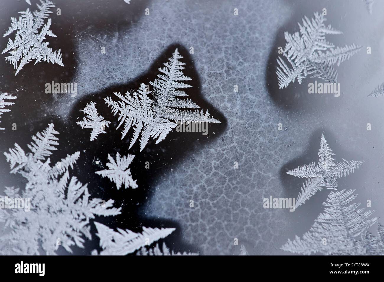 Ice flowers hi-res stock photography and images - Alamy