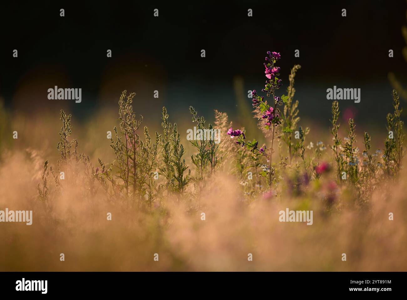 Mallow bloom hi-res stock photography and images - Alamy