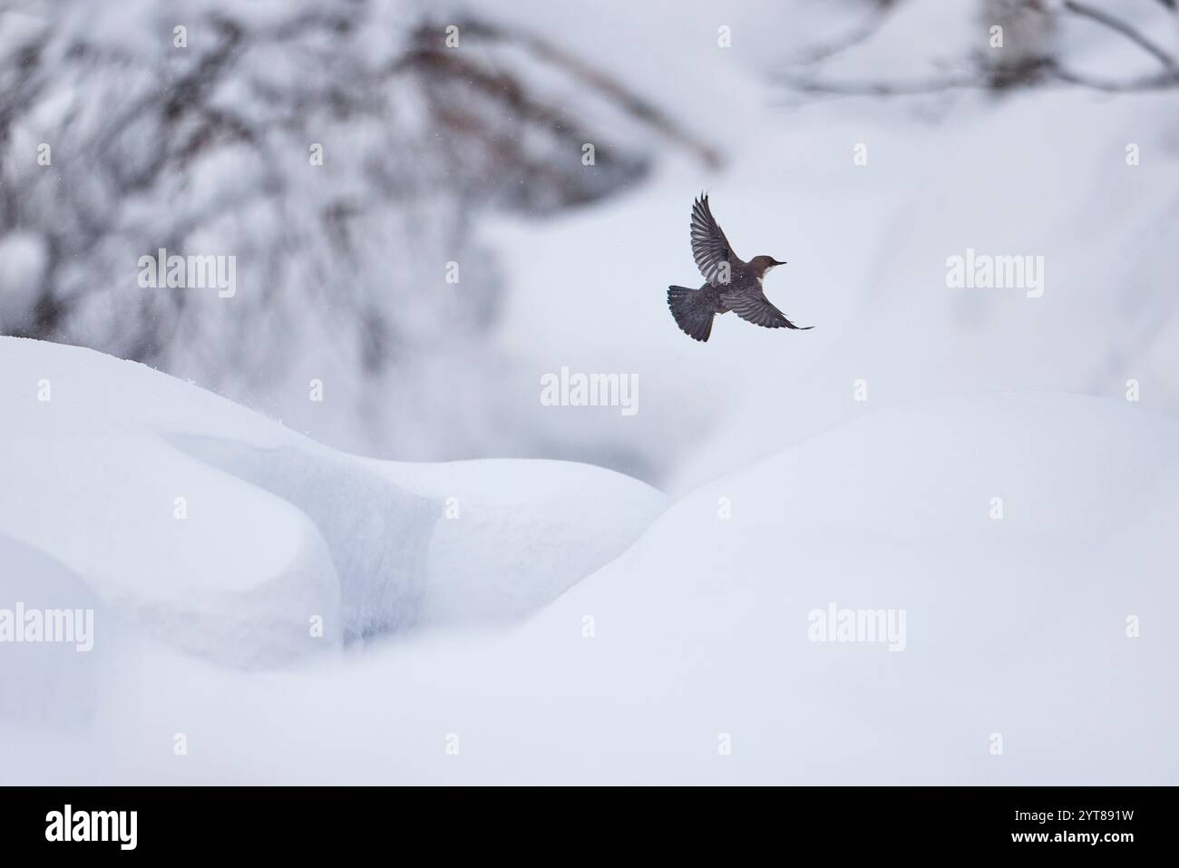 White throated dipper in flight hi-res stock photography and images - Alamy