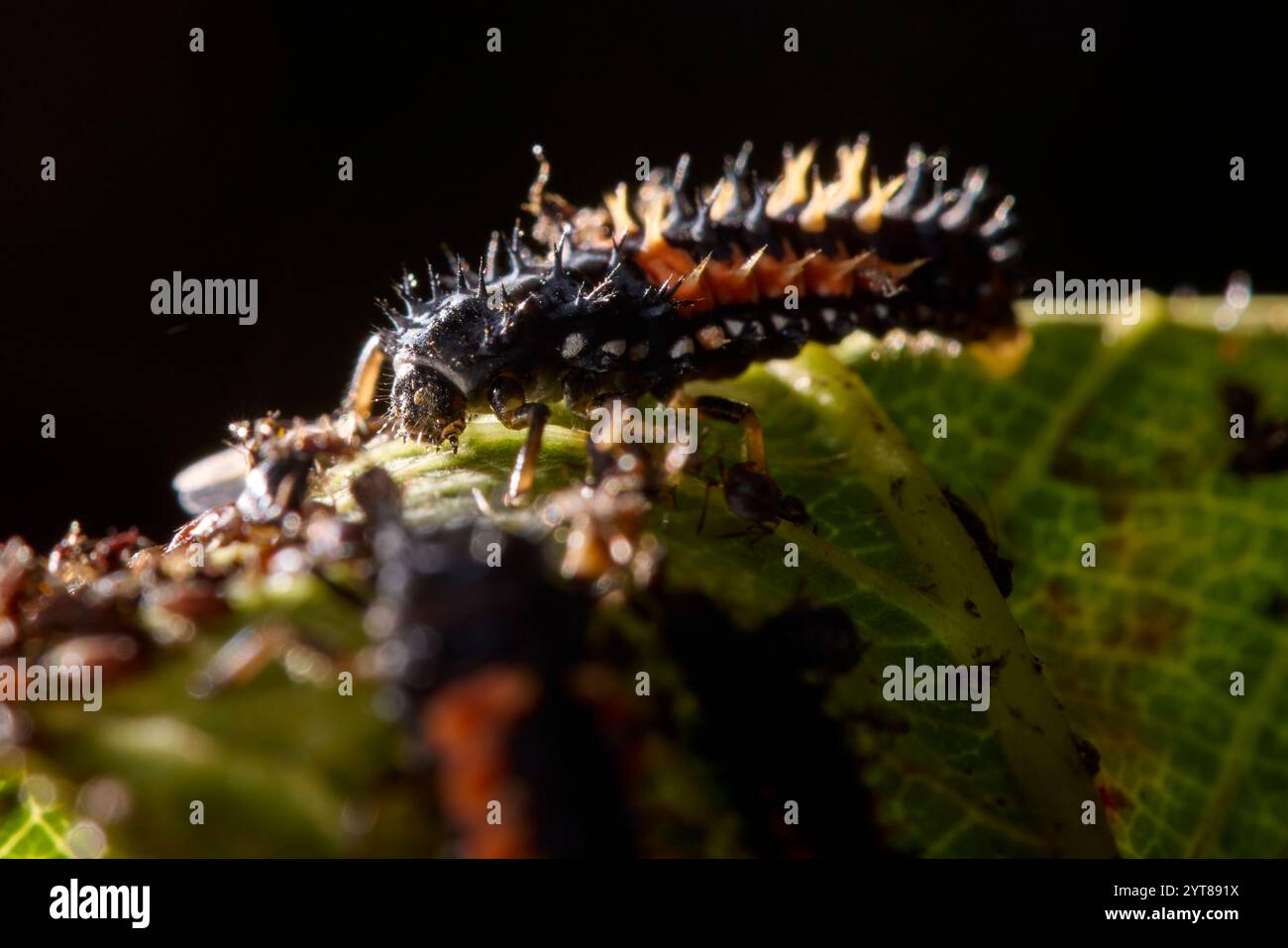 Larva of the asian lady beetle hi-res stock photography and images - Alamy