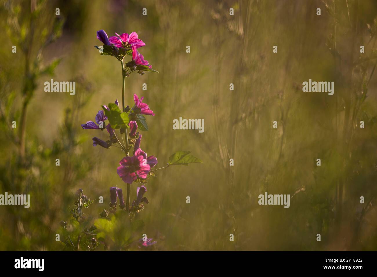 Mallow bloom hi-res stock photography and images - Alamy