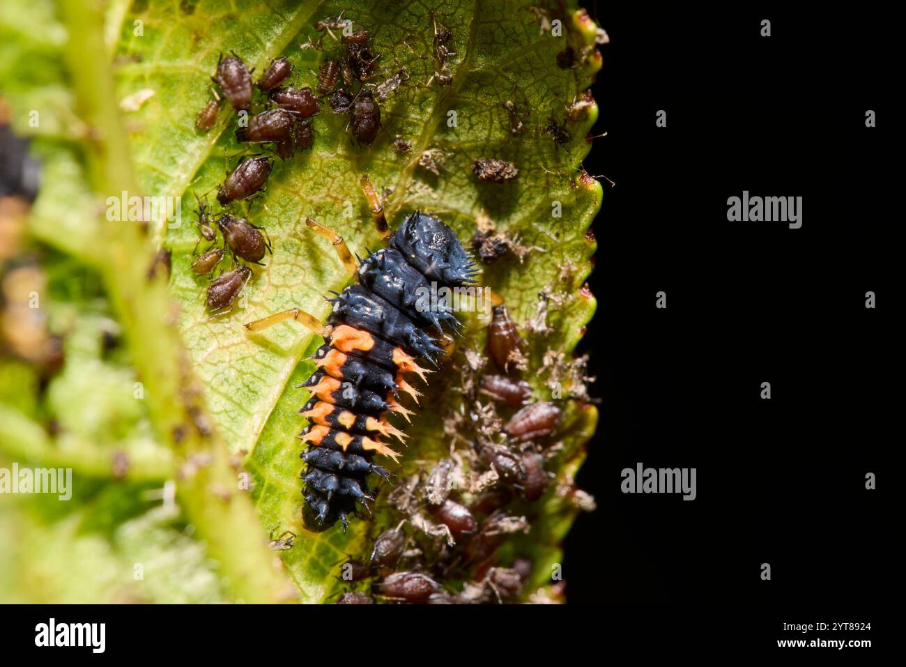 Ladybug, Asian ladybug, larva Stock Photo - Alamy
