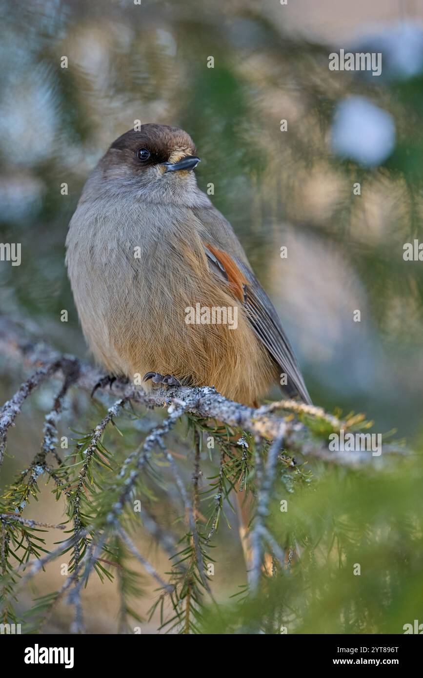 Unlucky jay, Perisoreus infaustus Stock Photo - Alamy