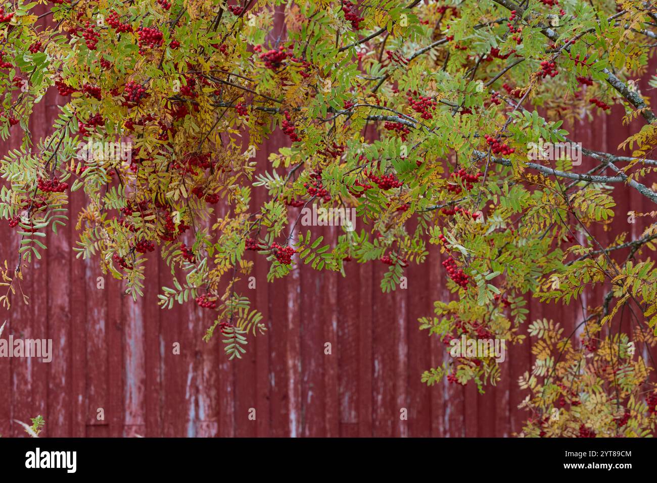 Tree of life mural hi-res stock photography and images - Alamy