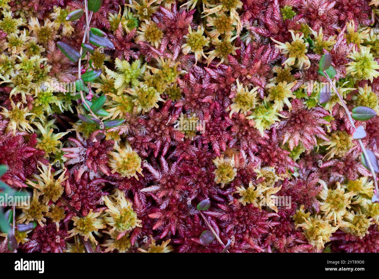 Moss, peat moss, red peatmoss, Finland Stock Photo - Alamy
