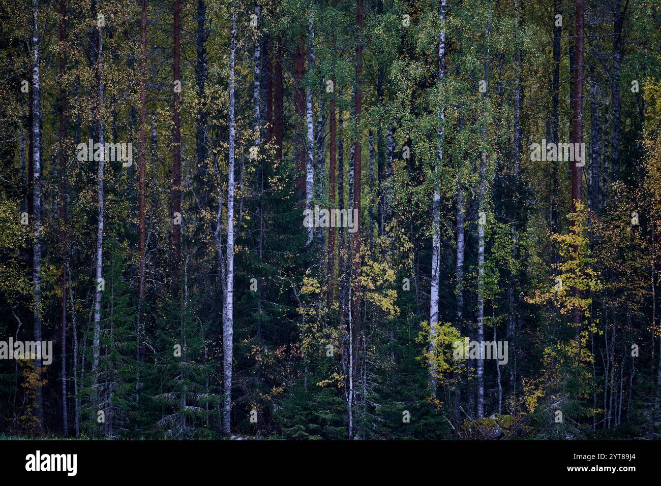 Europe, Finland, Autumn, Forest, Foliage coloring Stock Photo - Alamy
