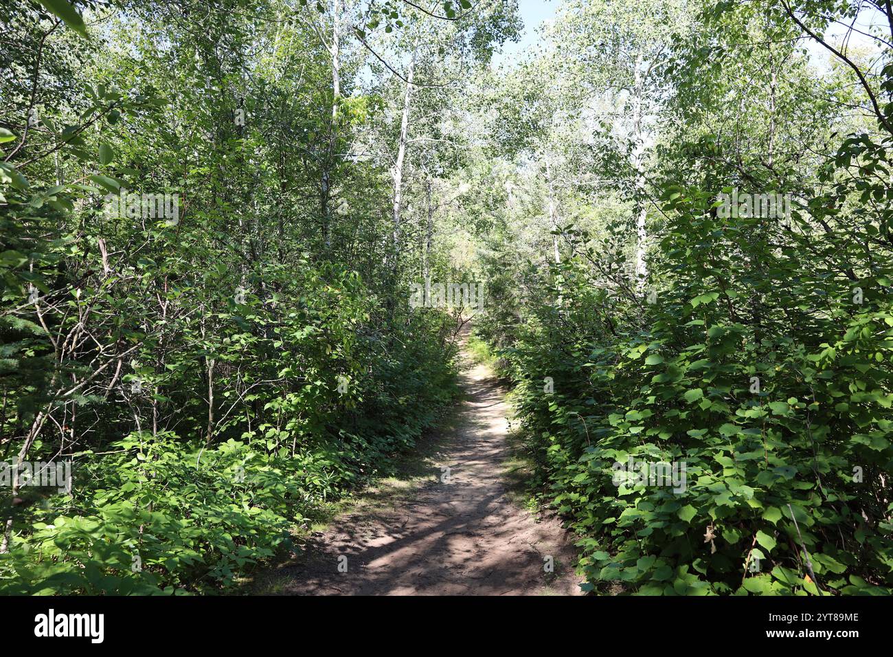 Narrow trail path through hi-res stock photography and images - Alamy
