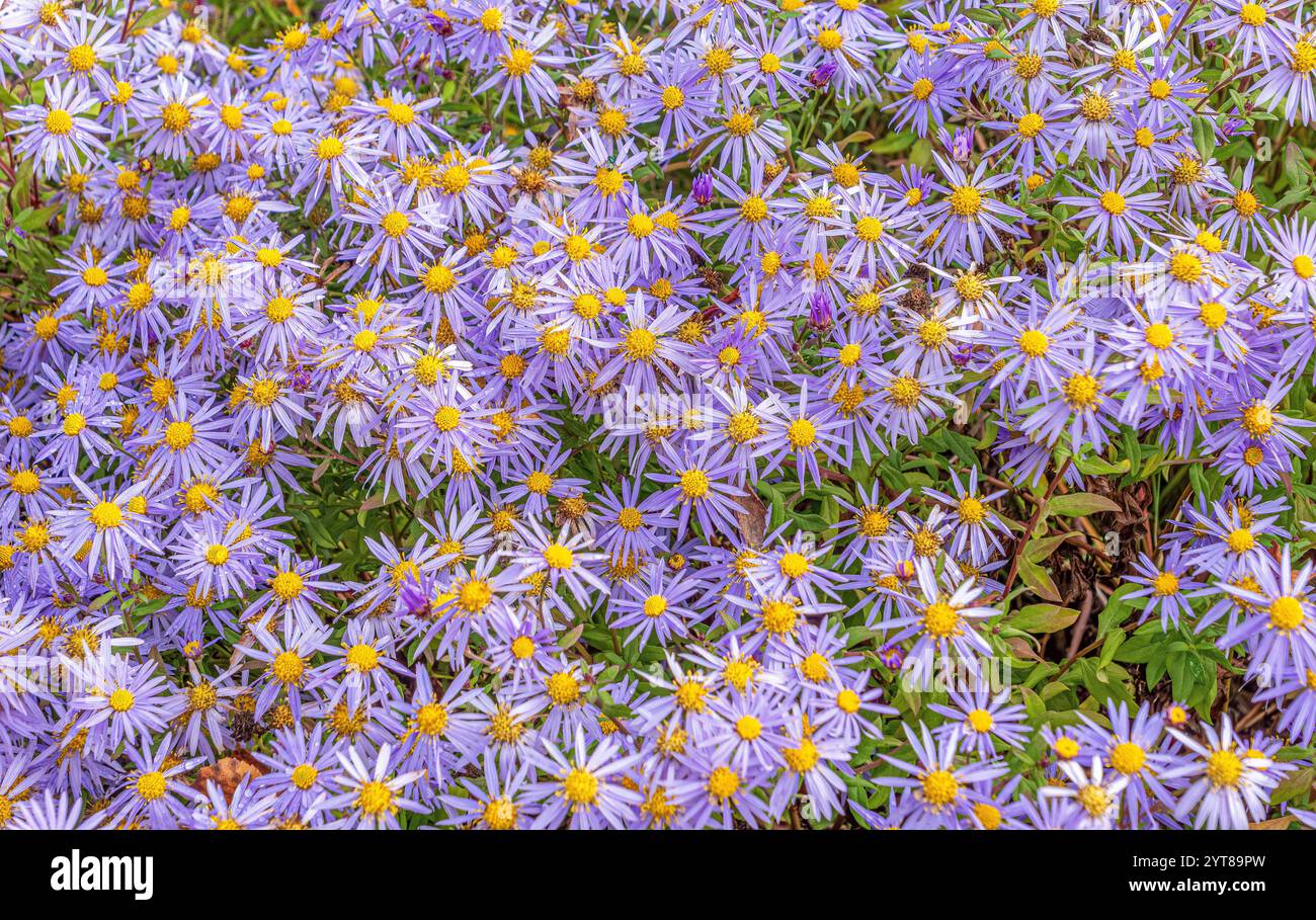 Flowering mountain aster, Aster amellus, Bavaria, Germany, Europe Stock ...