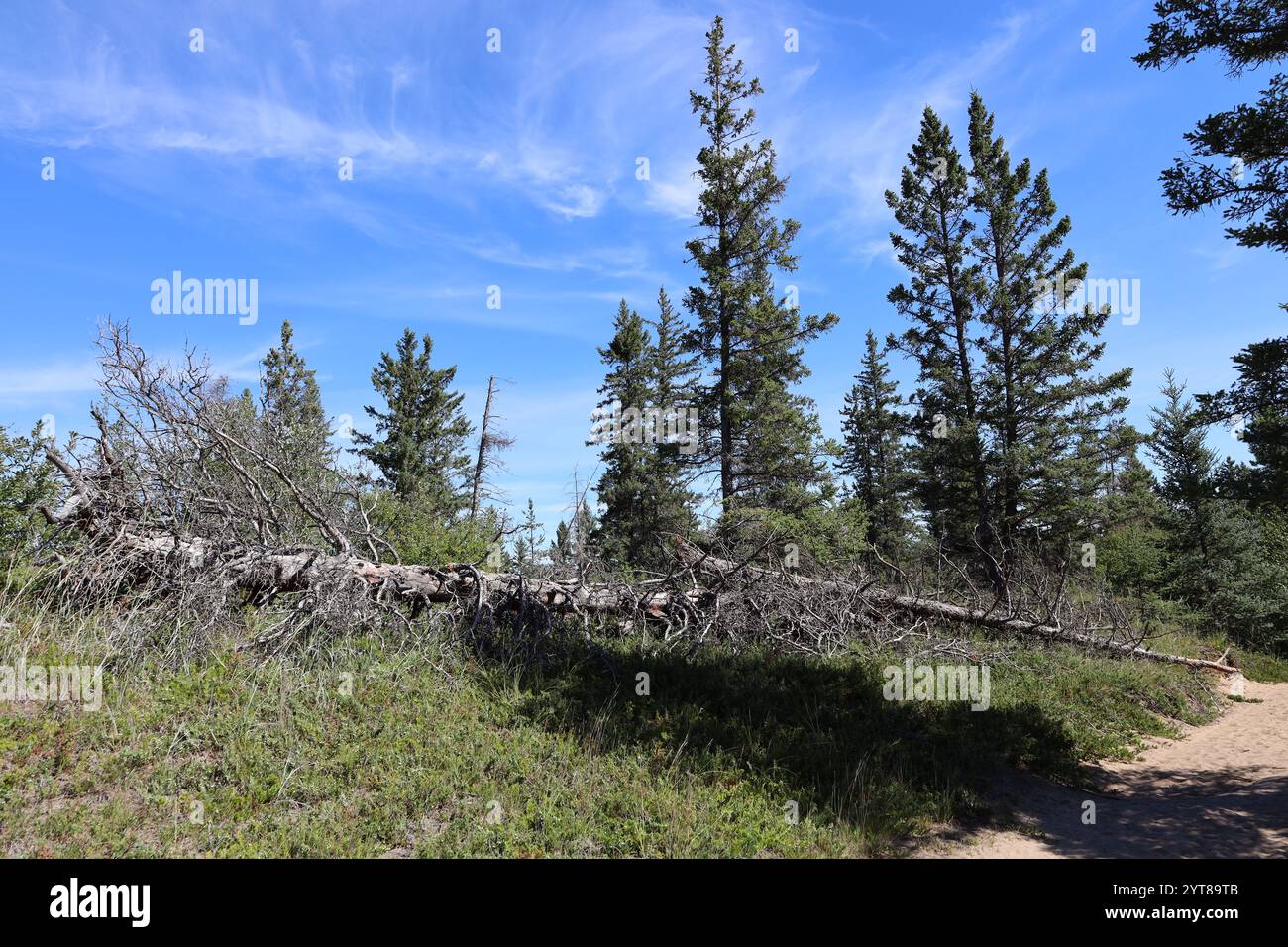 skeletons of fallen pines alongside the hiking trail Stock Photo - Alamy