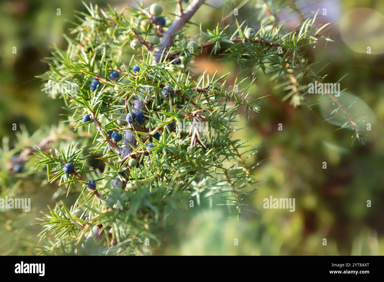 Cones and leaves of Juniperus communis, Juniper Stock Photo - Alamy