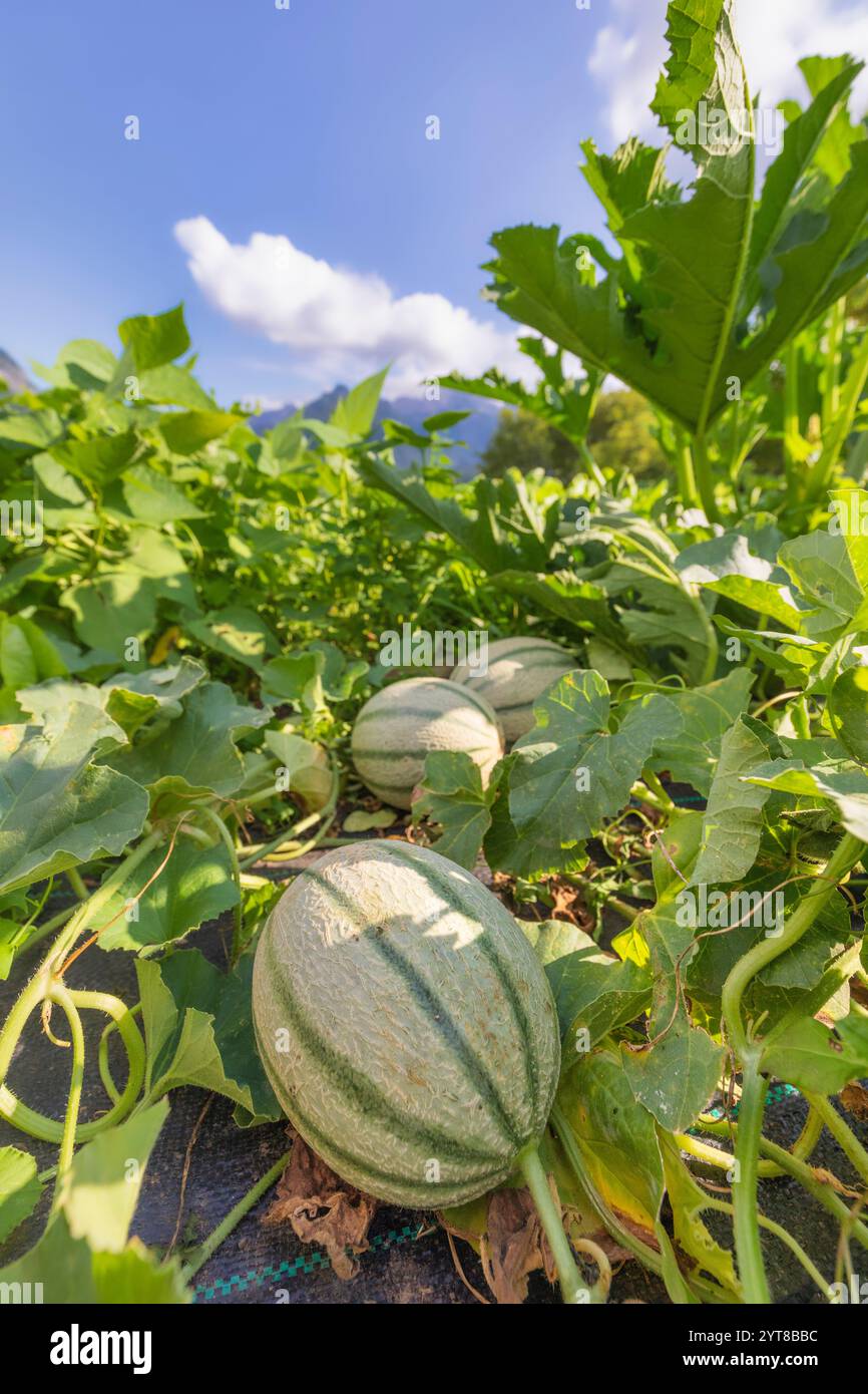 Growing melons hi-res stock photography and images - Alamy
