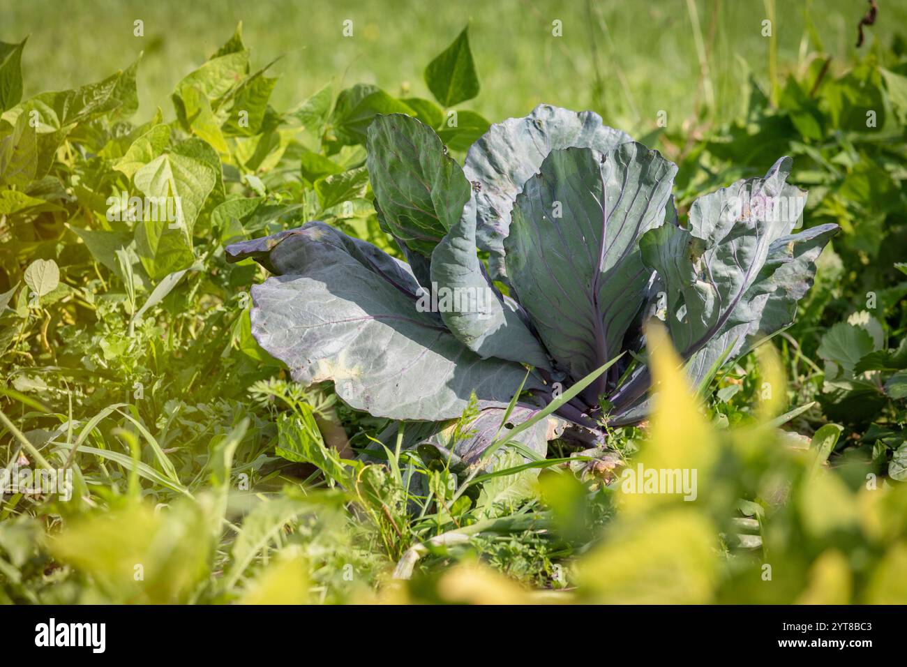 a red cabbage plant in the home garden Stock Photo - Alamy