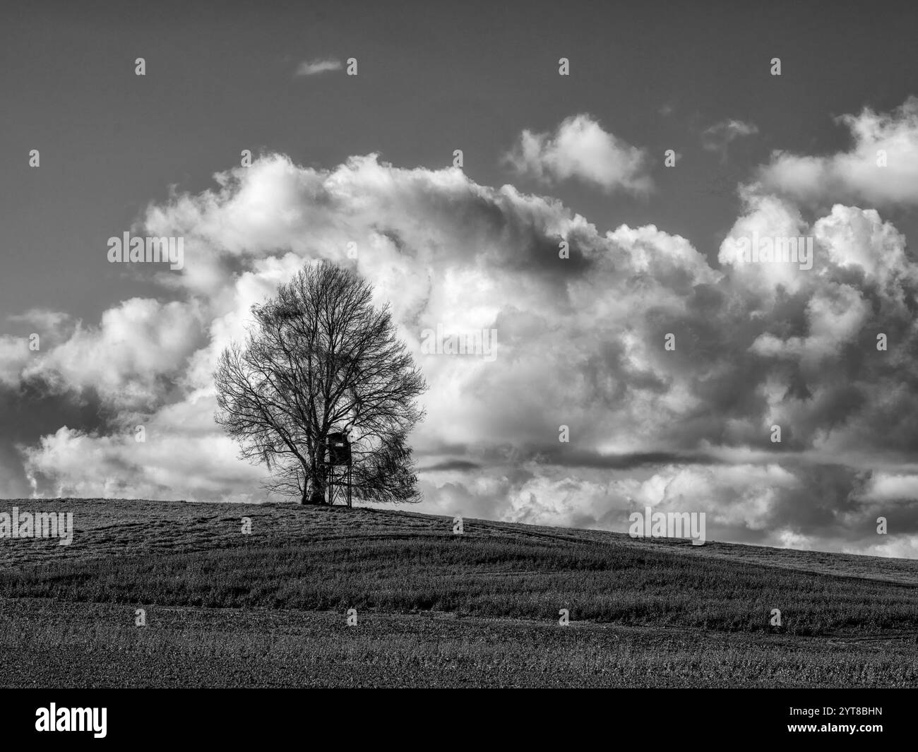 Deciduous tree in the spring Black and White Stock Photos & Images - Alamy