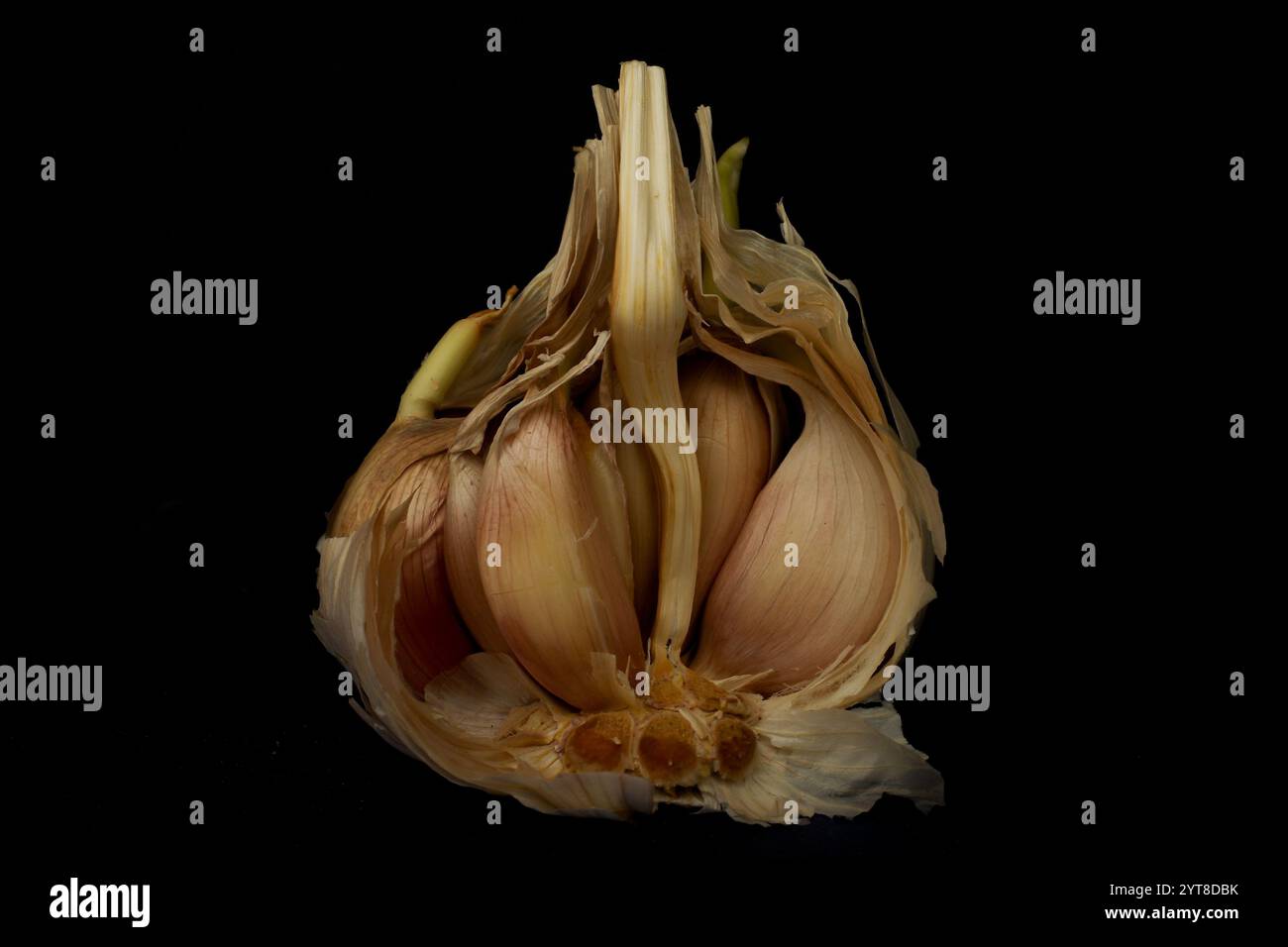 Garlic Bulb Close-Up Against Black Background Stock Photo - Alamy