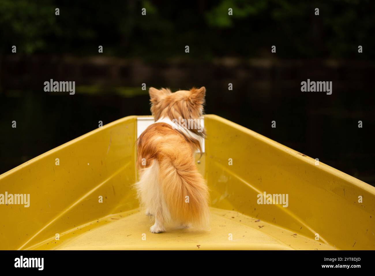 Dog on bow of boat hi-res stock photography and images - Alamy