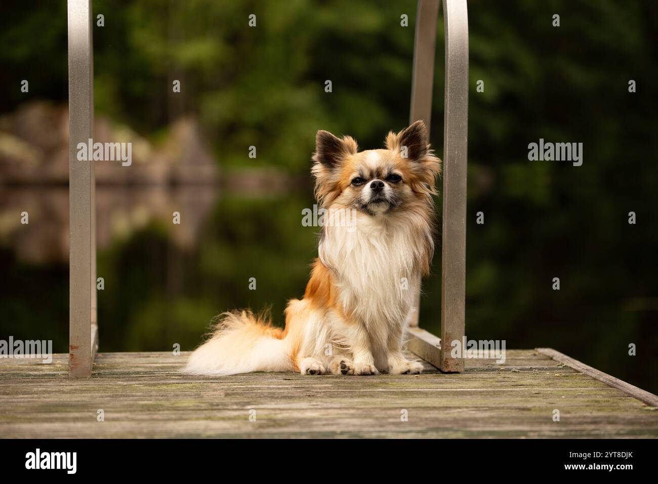 Chihuahua dog (longhaired) sitting on a pier Stock Photo - Alamy