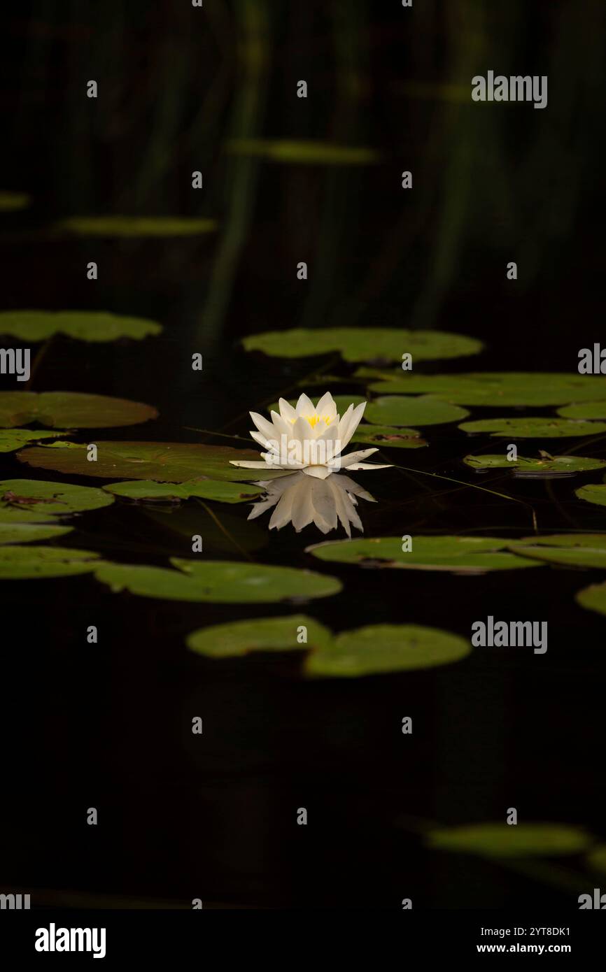 Water Lily flower floating on lake surface Stock Photo - Alamy