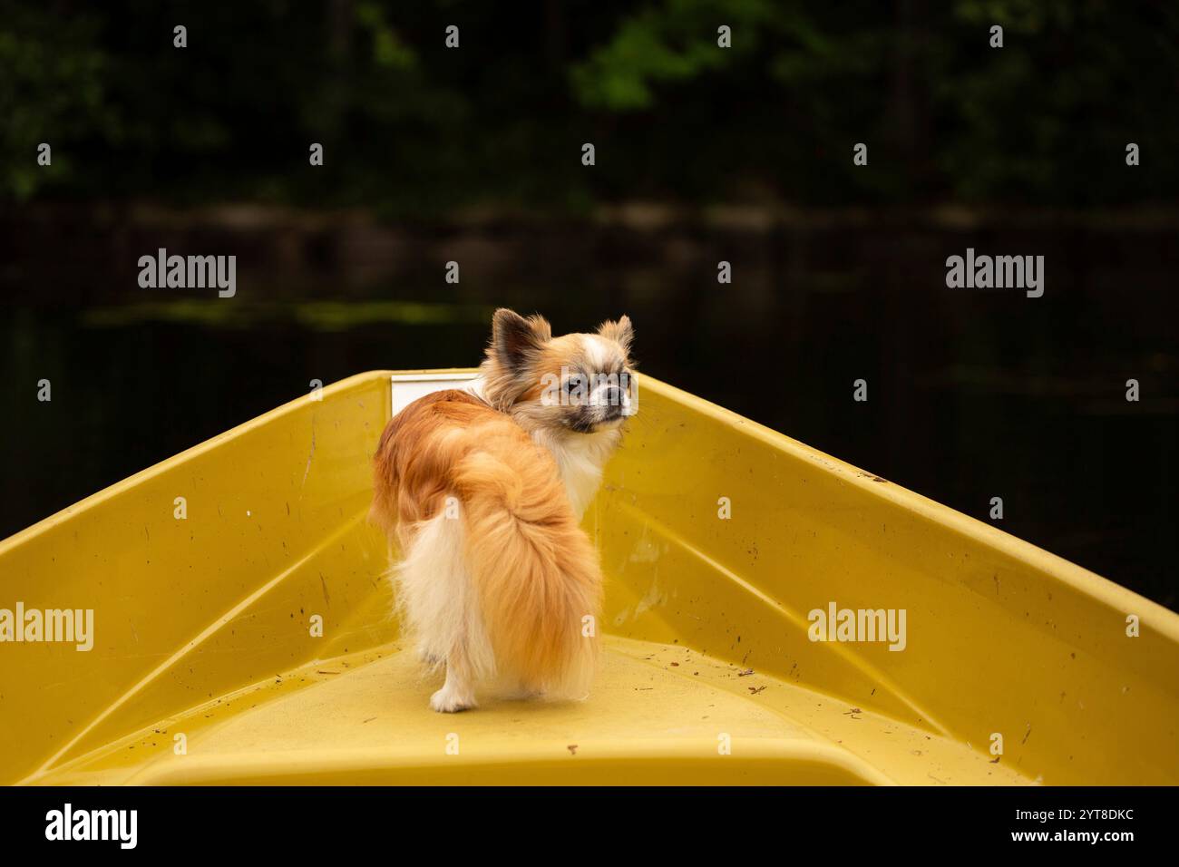Dog on bow of boat hi-res stock photography and images - Alamy