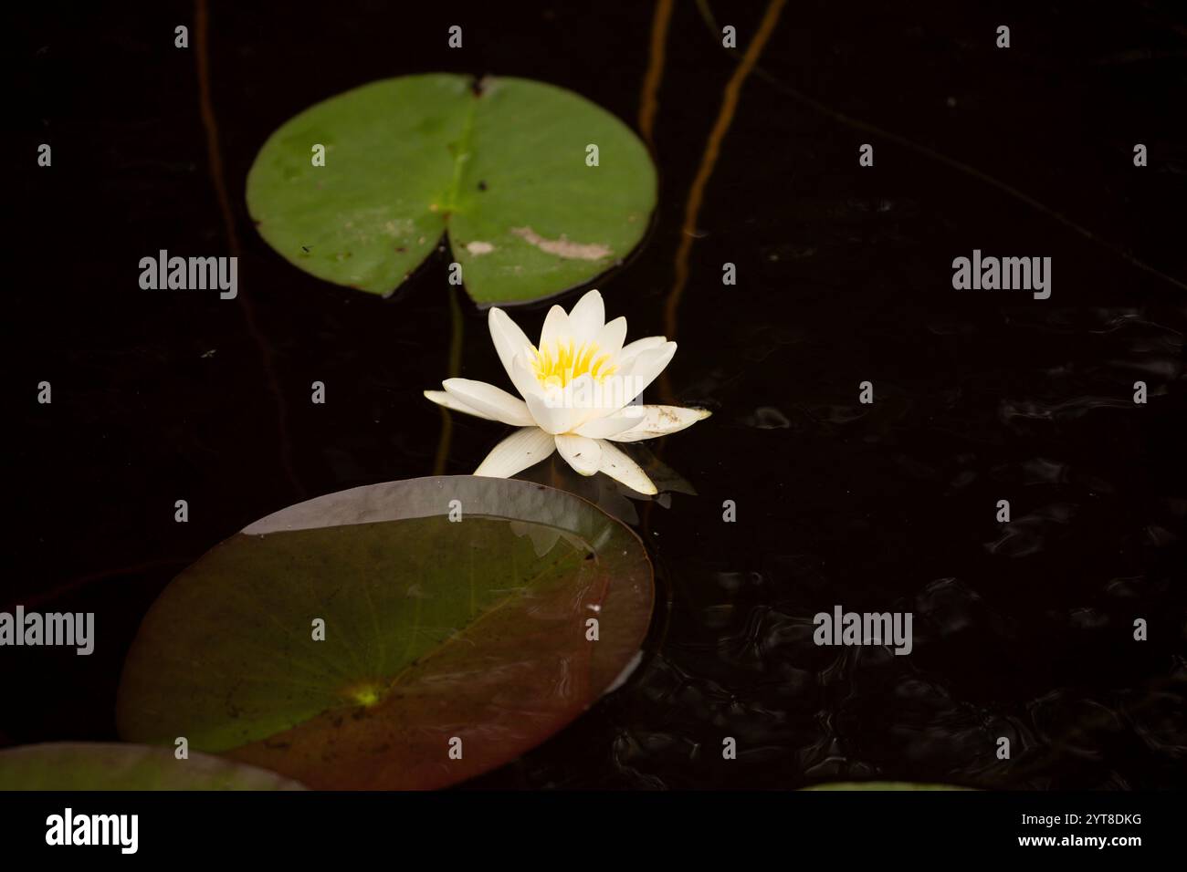 Water Lily flower floating on lake surface Stock Photo - Alamy