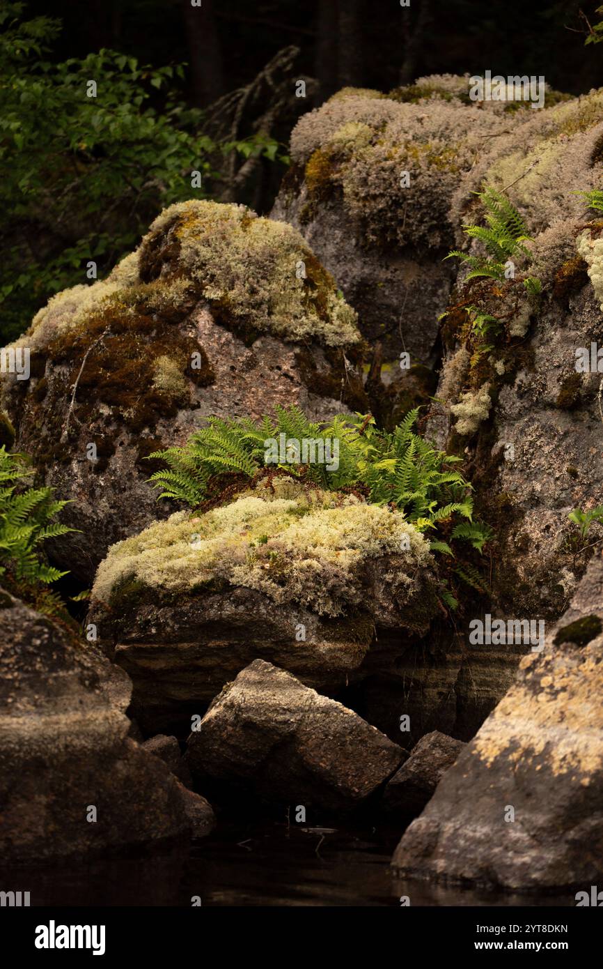 Vegetation growing on rocks hi-res stock photography and images - Alamy