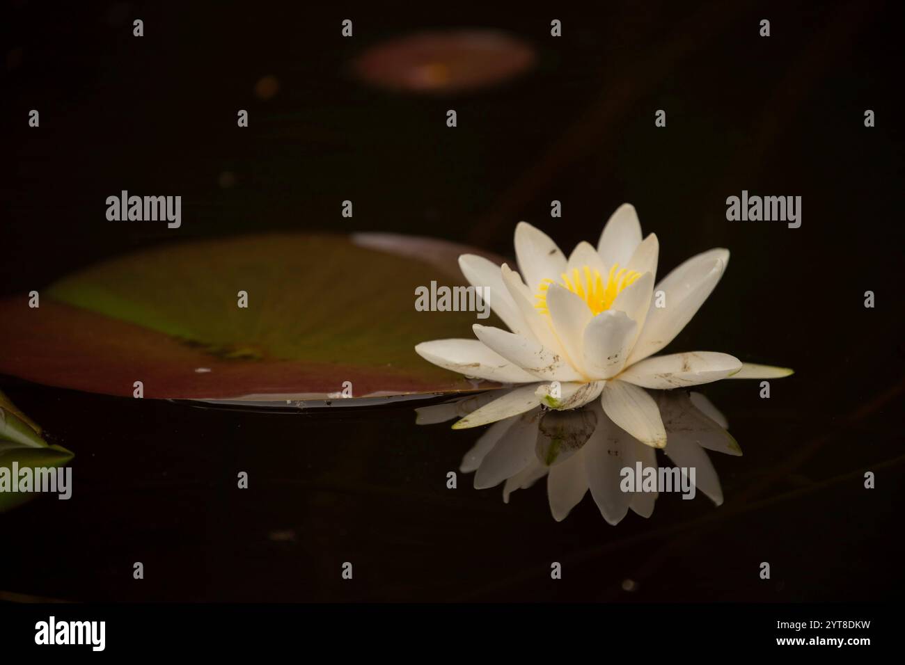 Water Lily flower floating on lake surface Stock Photo - Alamy